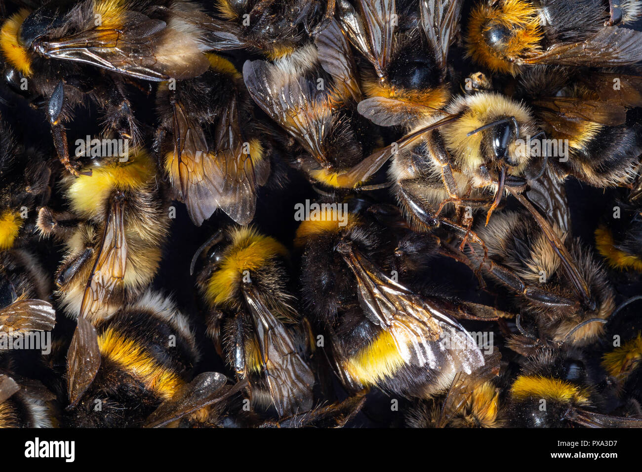 Top view of many dead Bumblebee bodies killed by insecticides ...