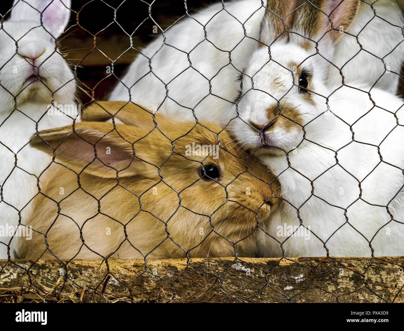 Rabbits, cage, Romania, Transsilvania, Atia (Harghita Stock Photo - Alamy