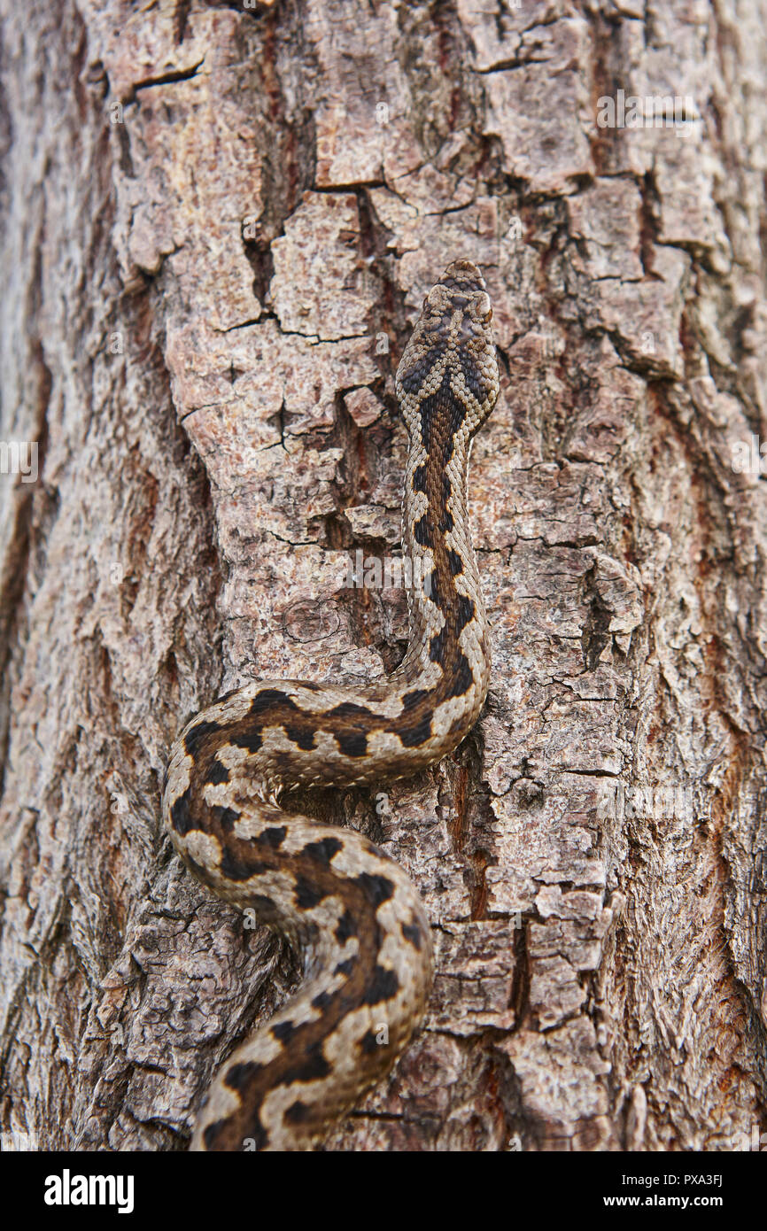 Vertical snake skin texture hi-res stock photography and images - Alamy