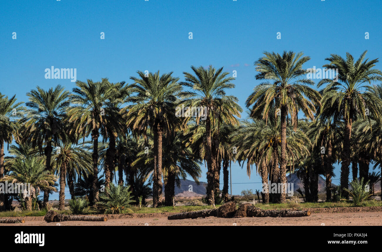date palm tree grove Stock Photo - Alamy