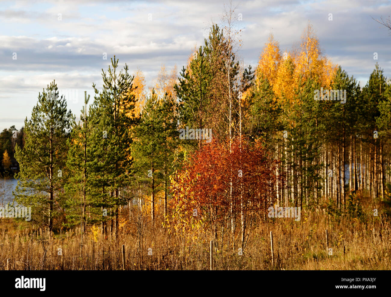 Colourful autumn landscape with pine and birch trees Stock Photo - Alamy