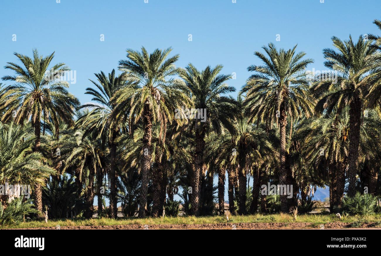 date palm tree grove Stock Photo - Alamy