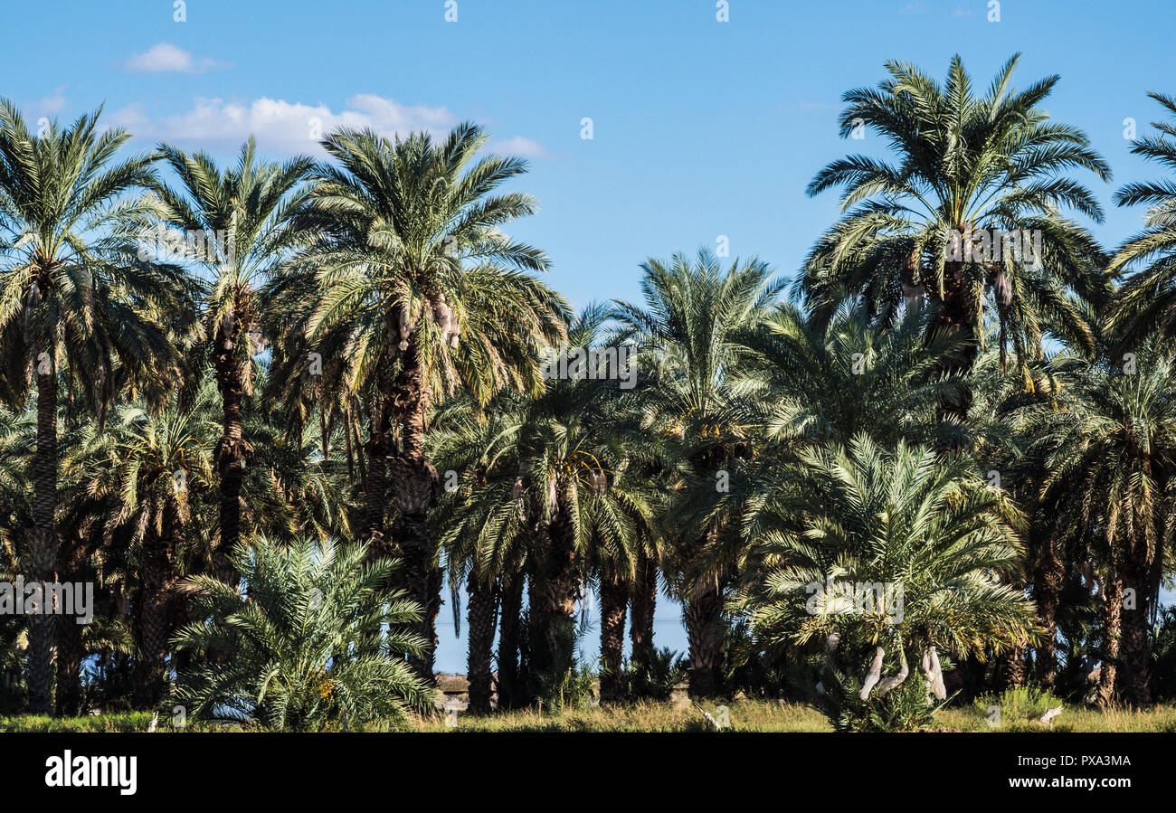 date palm tree grove Stock Photo - Alamy
