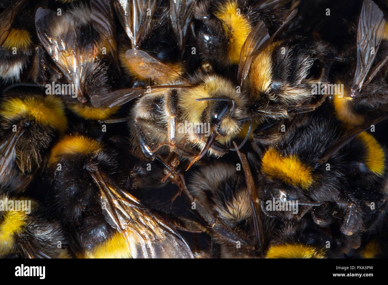 Top view of many dead Bumblebee bodies killed by insecticides ...