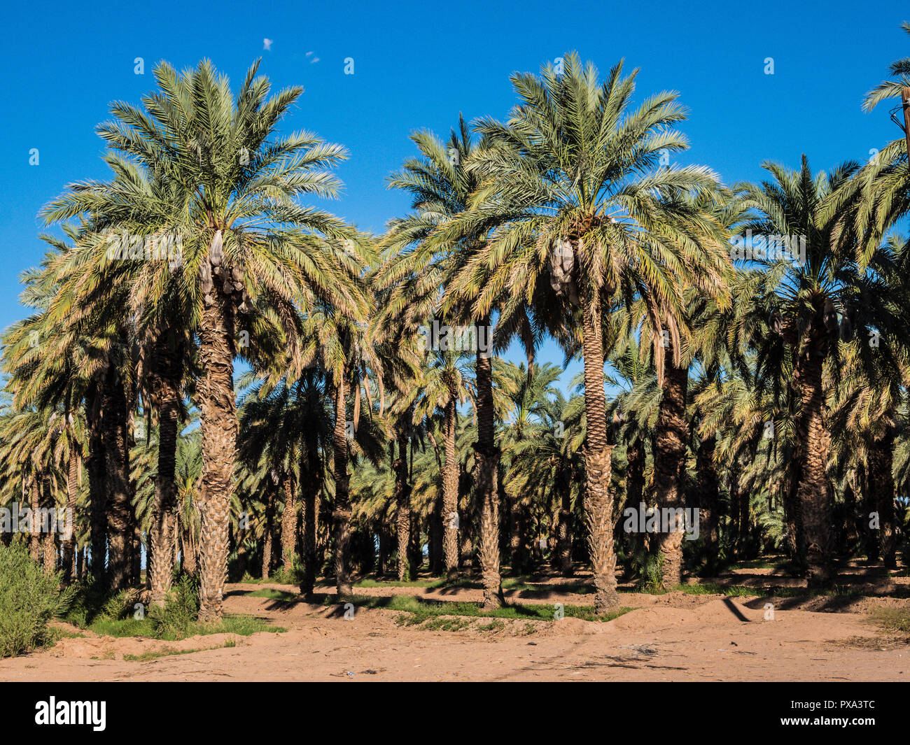 date palm tree grove Stock Photo - Alamy
