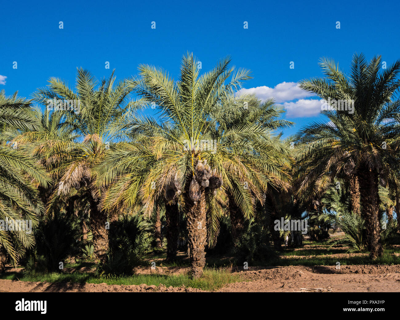 date palm tree grove Stock Photo - Alamy