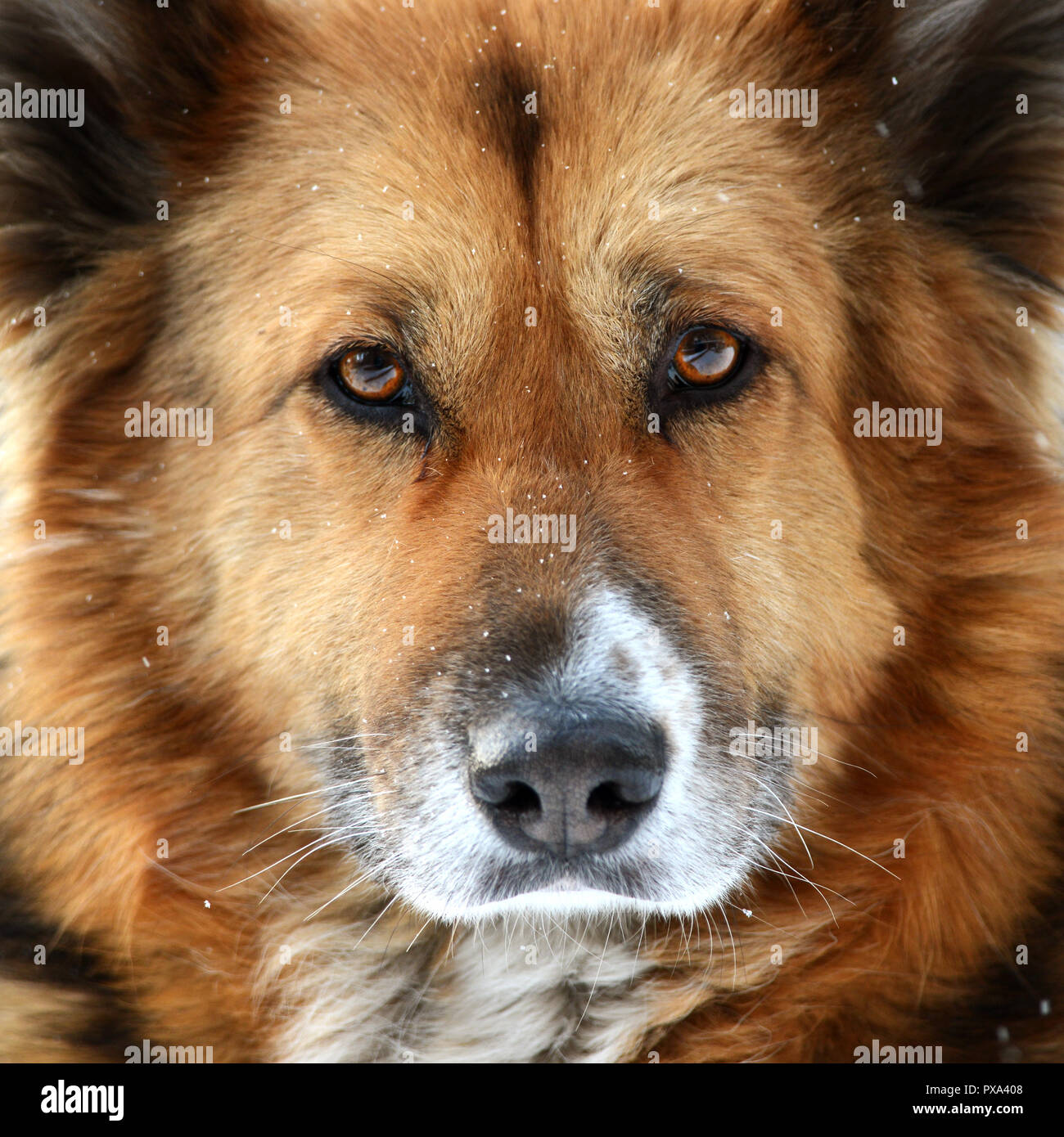 Close up of dog face Stock Photo - Alamy