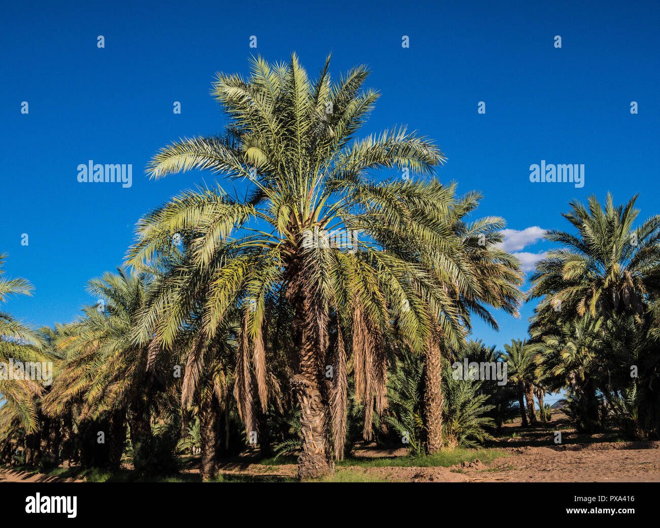 date palm tree grove Stock Photo - Alamy