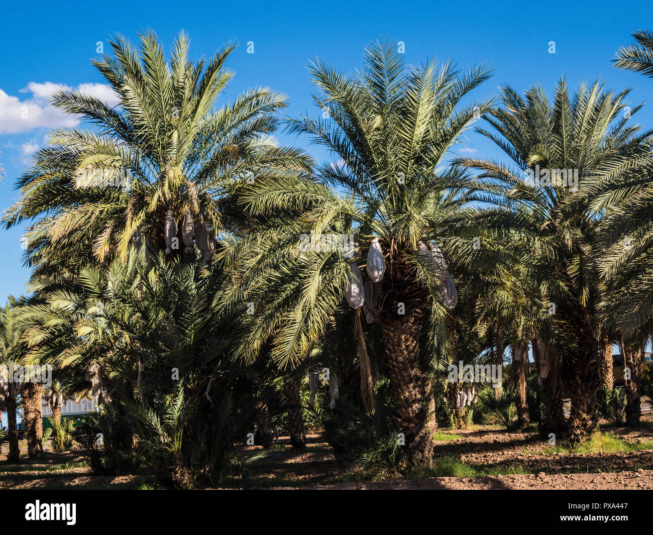 date palm tree grove Stock Photo - Alamy