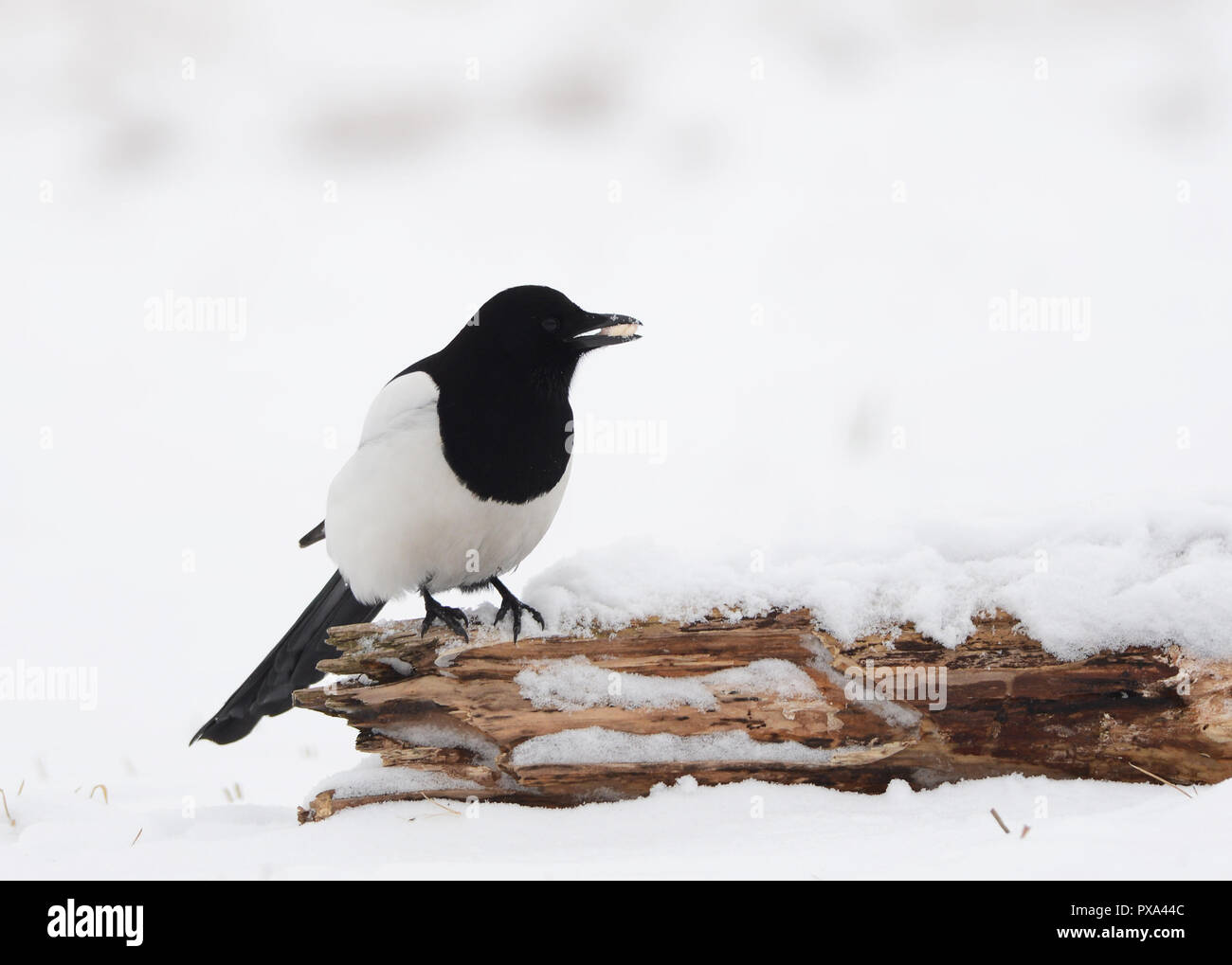 Magpie intelligence hi-res stock photography and images - Alamy