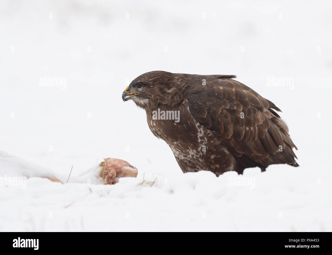 common buzzard eating carcass on the snow Stock Photo - Alamy