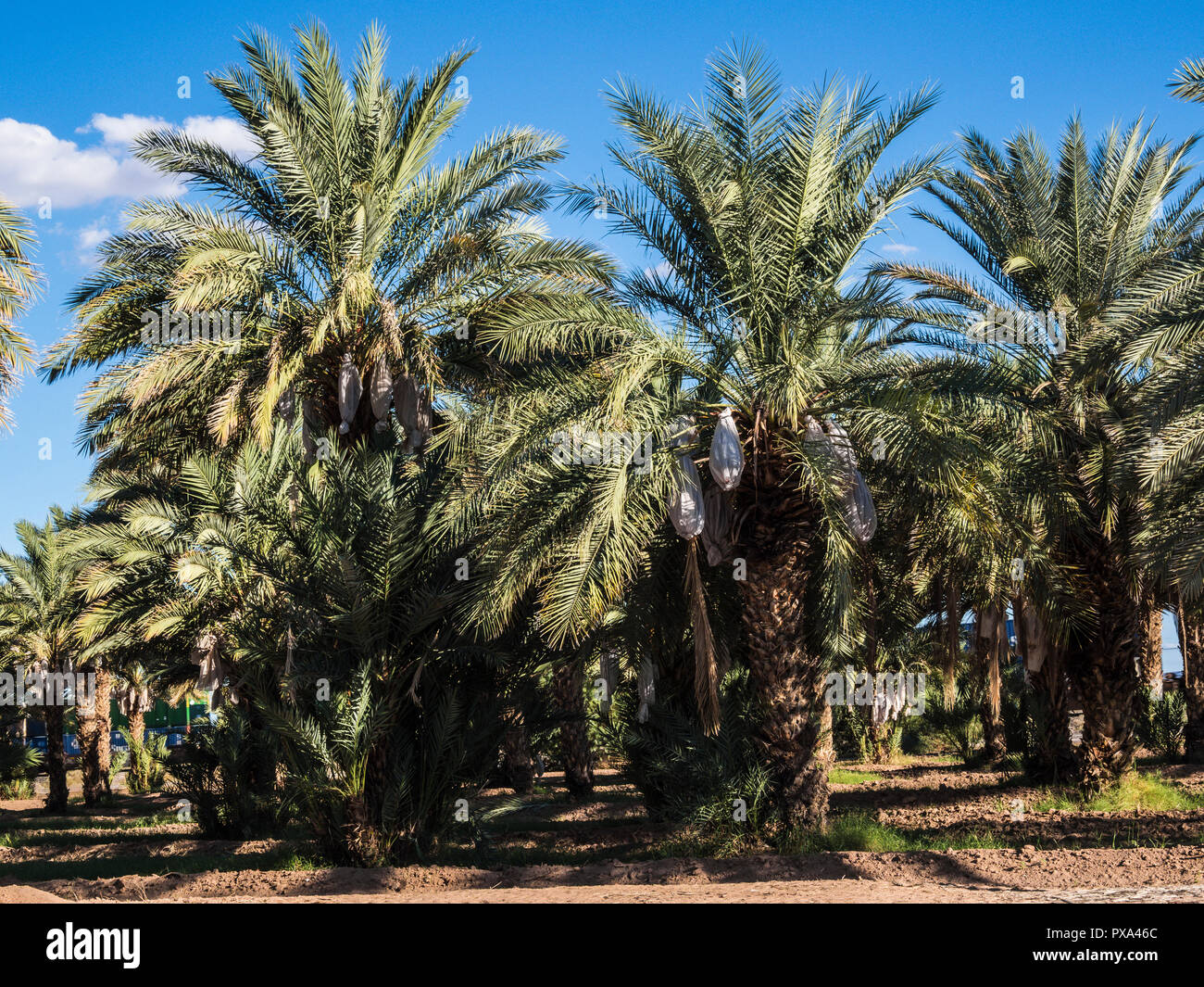 date palm tree grove Stock Photo - Alamy