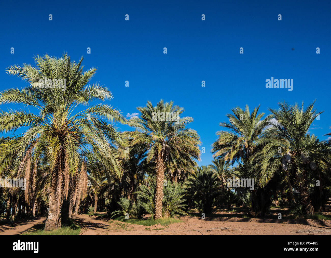 date palm tree grove Stock Photo - Alamy