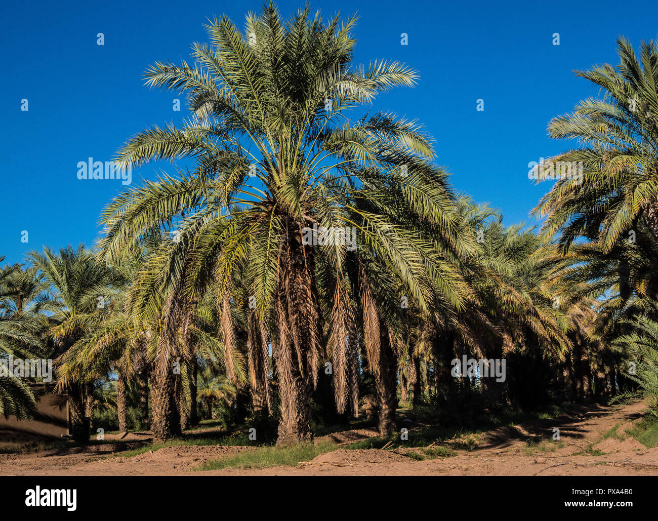 date palm tree grove Stock Photo - Alamy