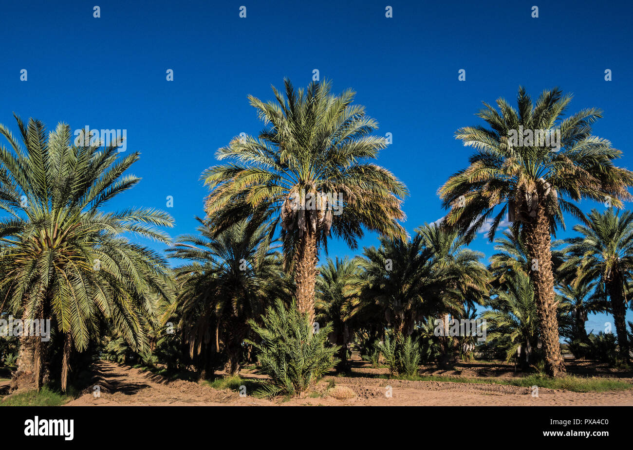 date palm tree grove Stock Photo - Alamy