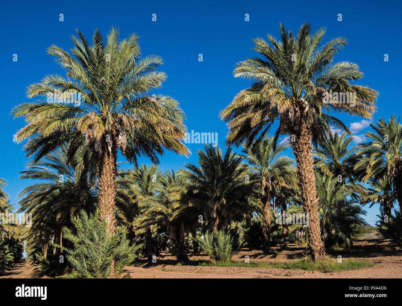date palm tree grove Stock Photo - Alamy
