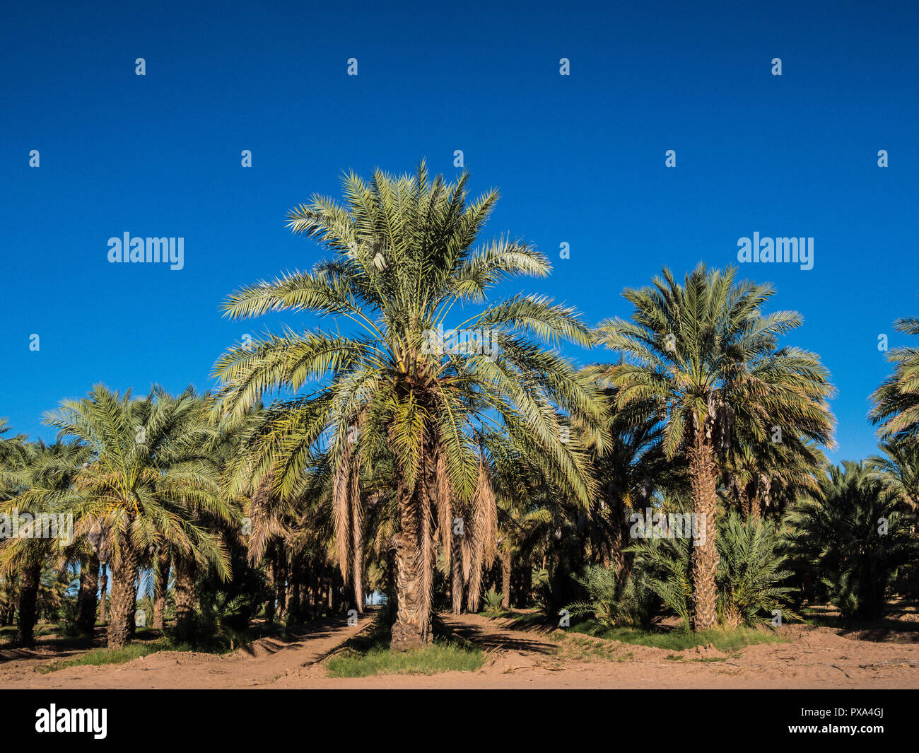 date palm tree grove Stock Photo - Alamy