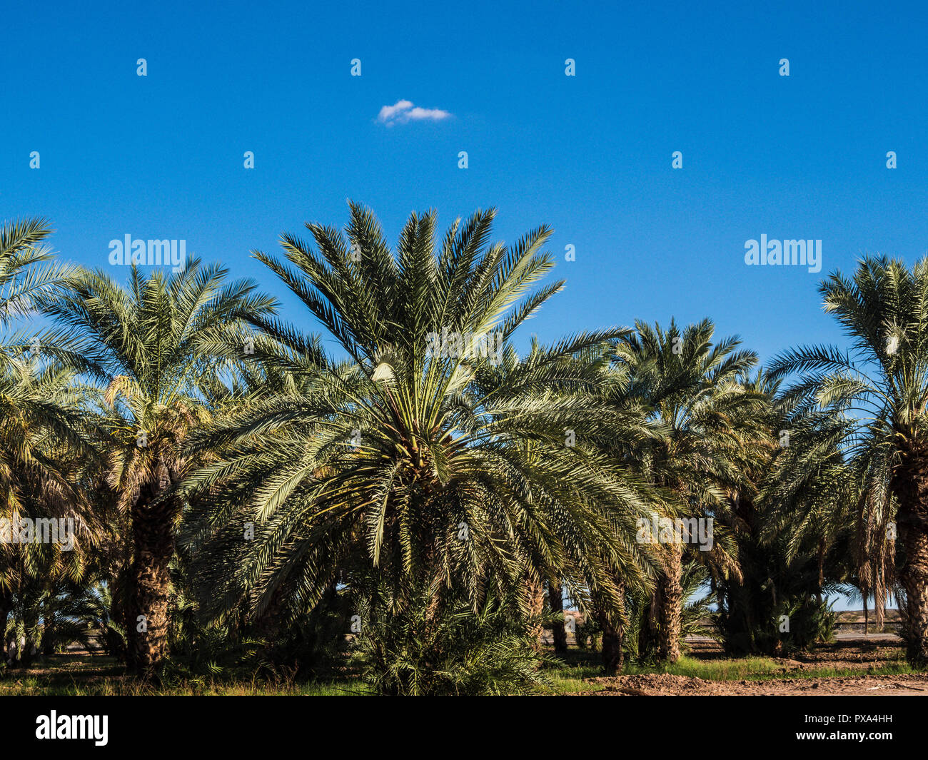date palm tree grove Stock Photo - Alamy