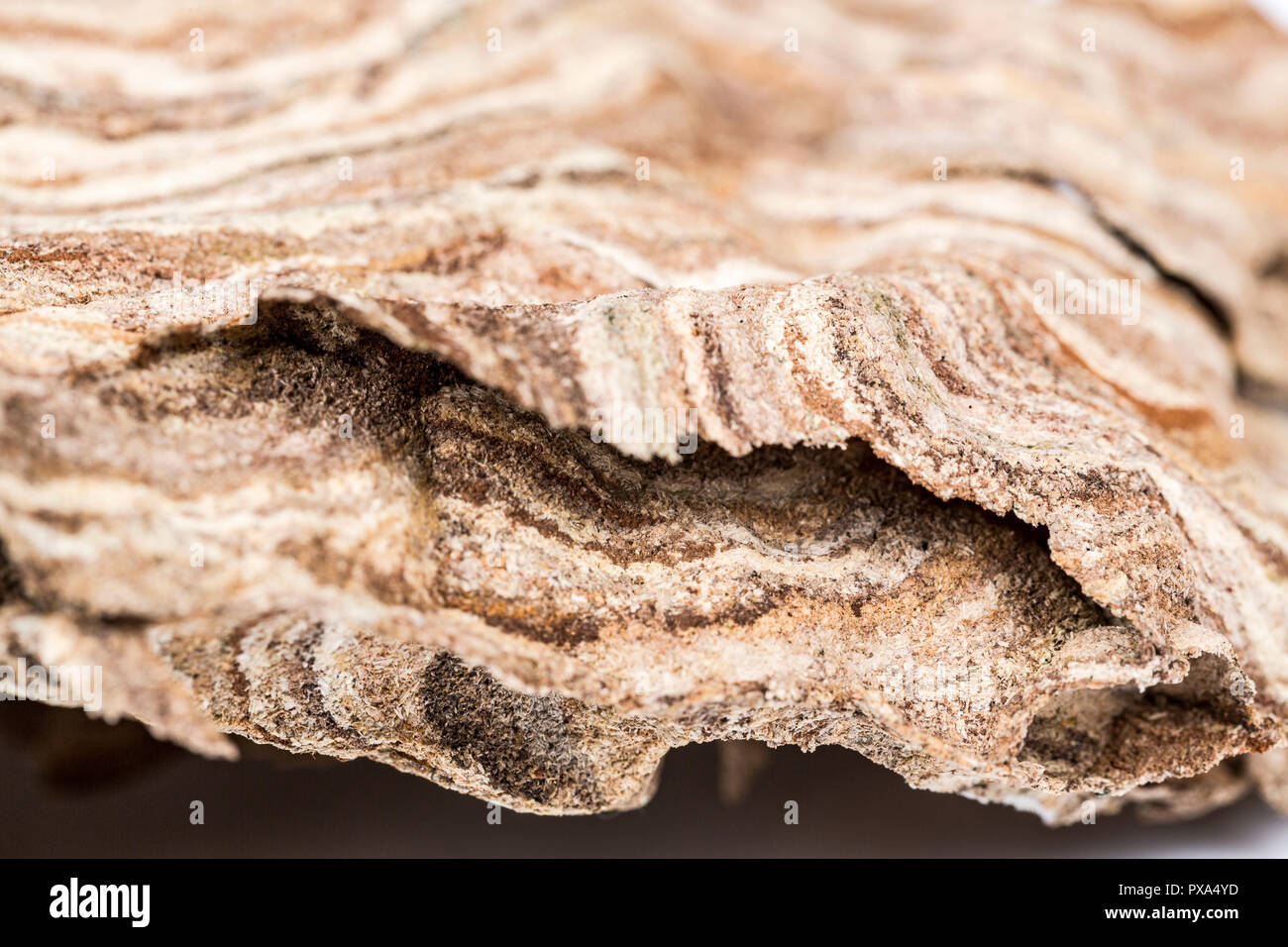 Close up of asian hornet wasp part of top nest insect macro studio ...