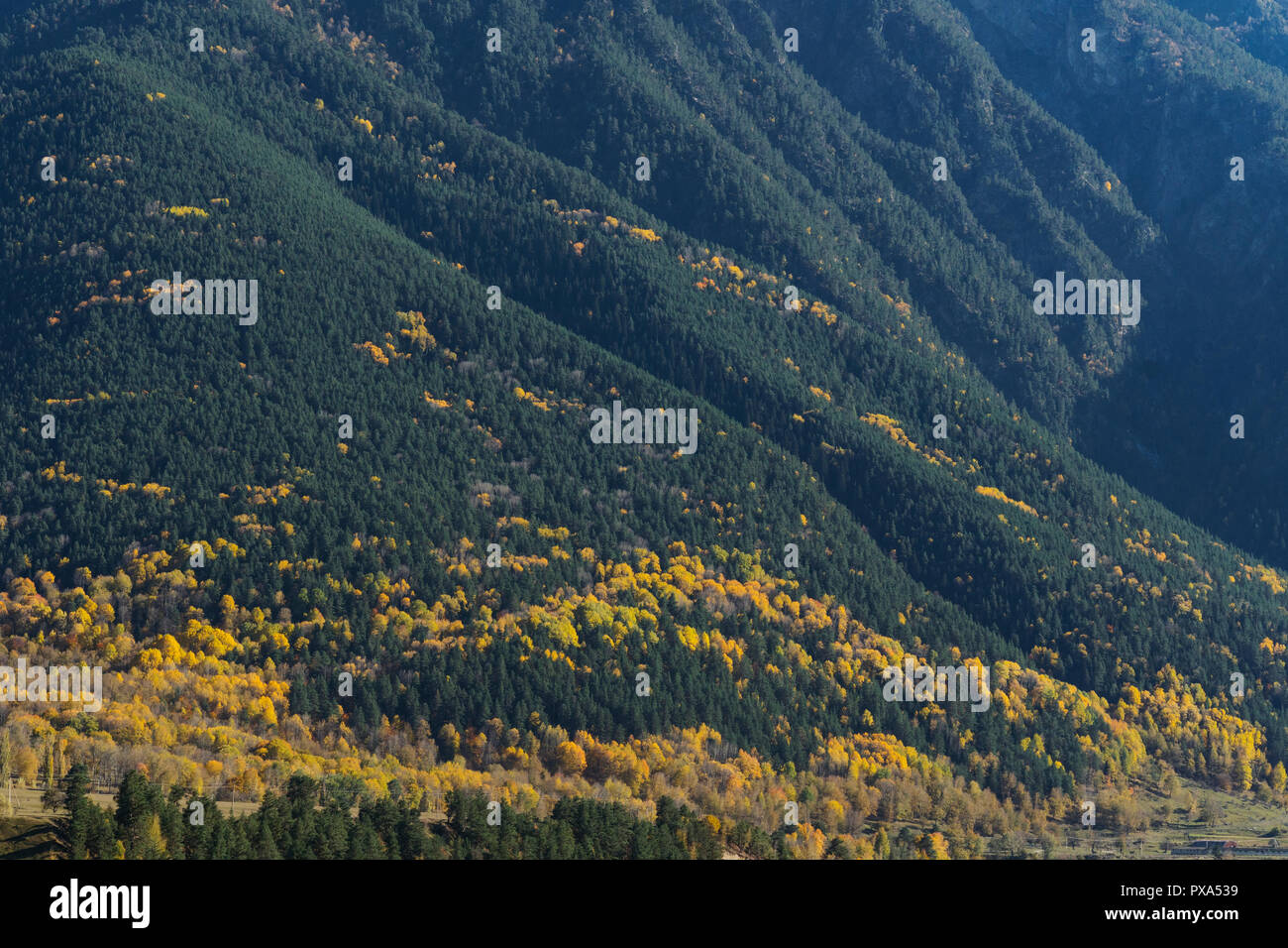 Forest mountain slope covered with evergreen forest and yellow trees in ...