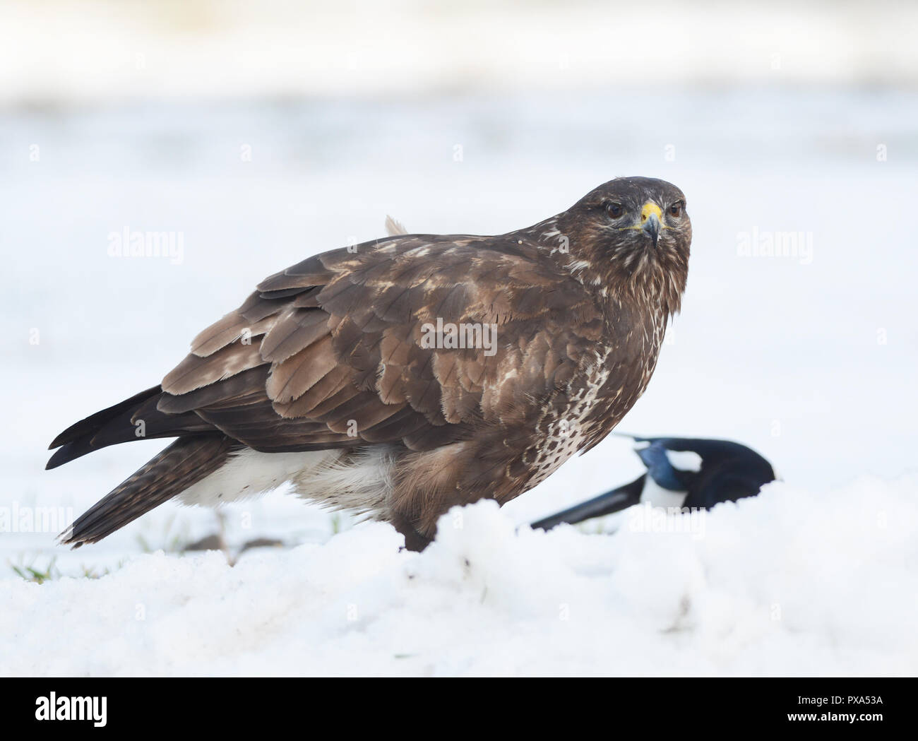 Magpie and buzzard hi-res stock photography and images - Alamy