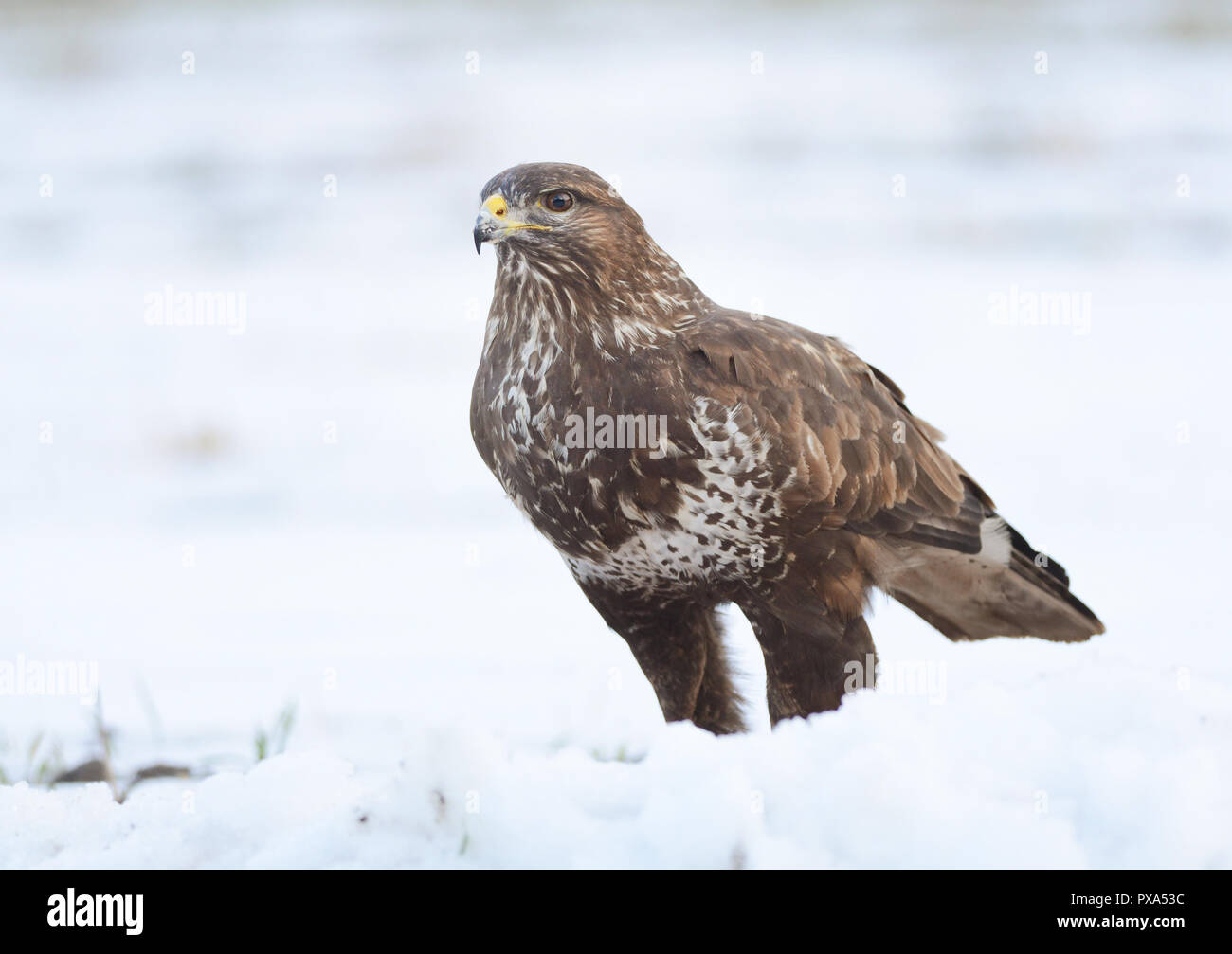 common buzzard sitting on the snow Stock Photo - Alamy
