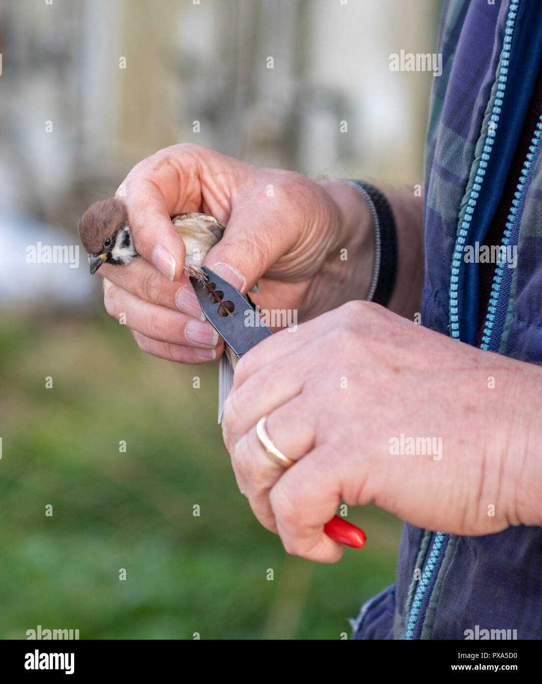 Bird Ringer at work Stock Photo - Alamy