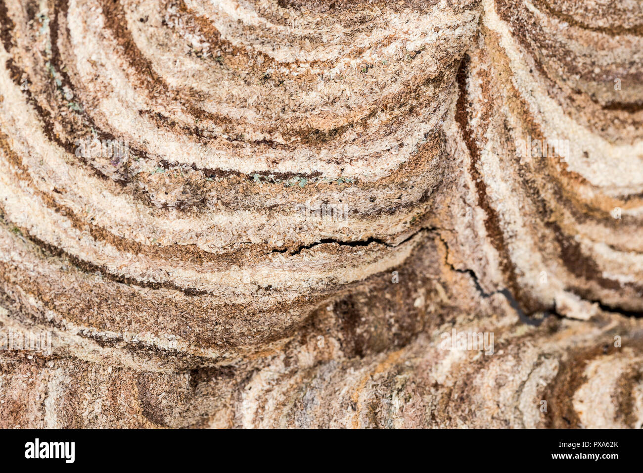 Close up of asian hornet wasp part of top nest insect macro studio ...