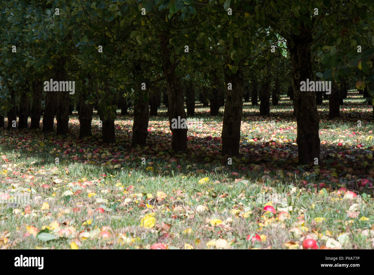 Apple tree traditional orchard hi-res stock photography and images - Alamy