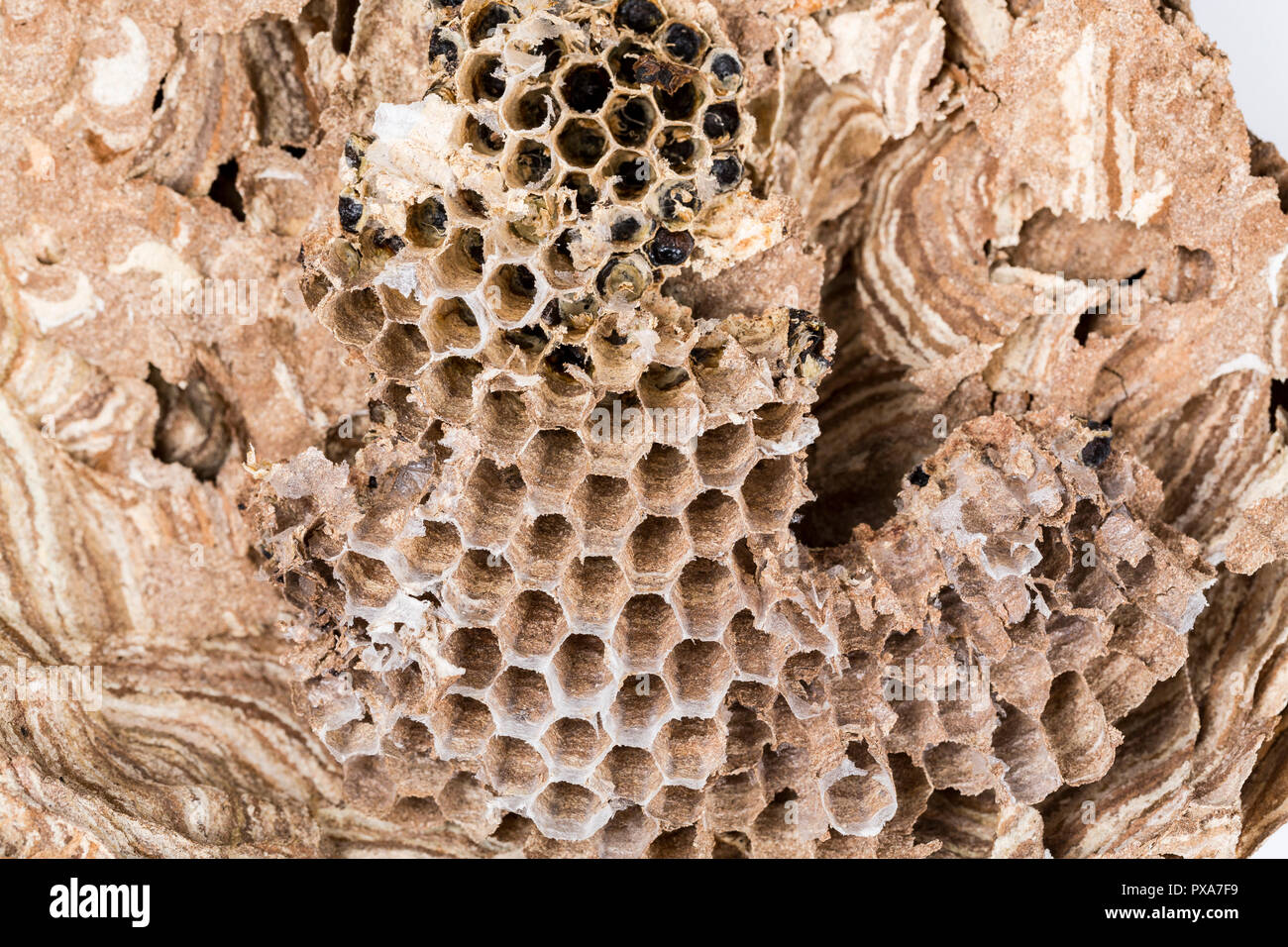 Close up of asian hornet wasp nest honeycombed insect macro with larva ...