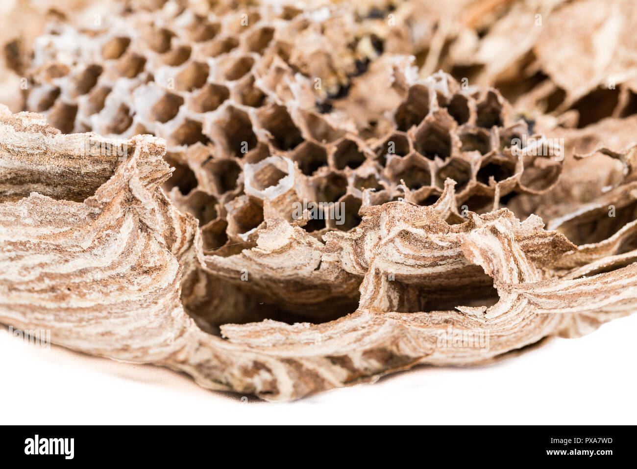 Close up of asian hornet wasp nest honeycombed insect macro with larva ...