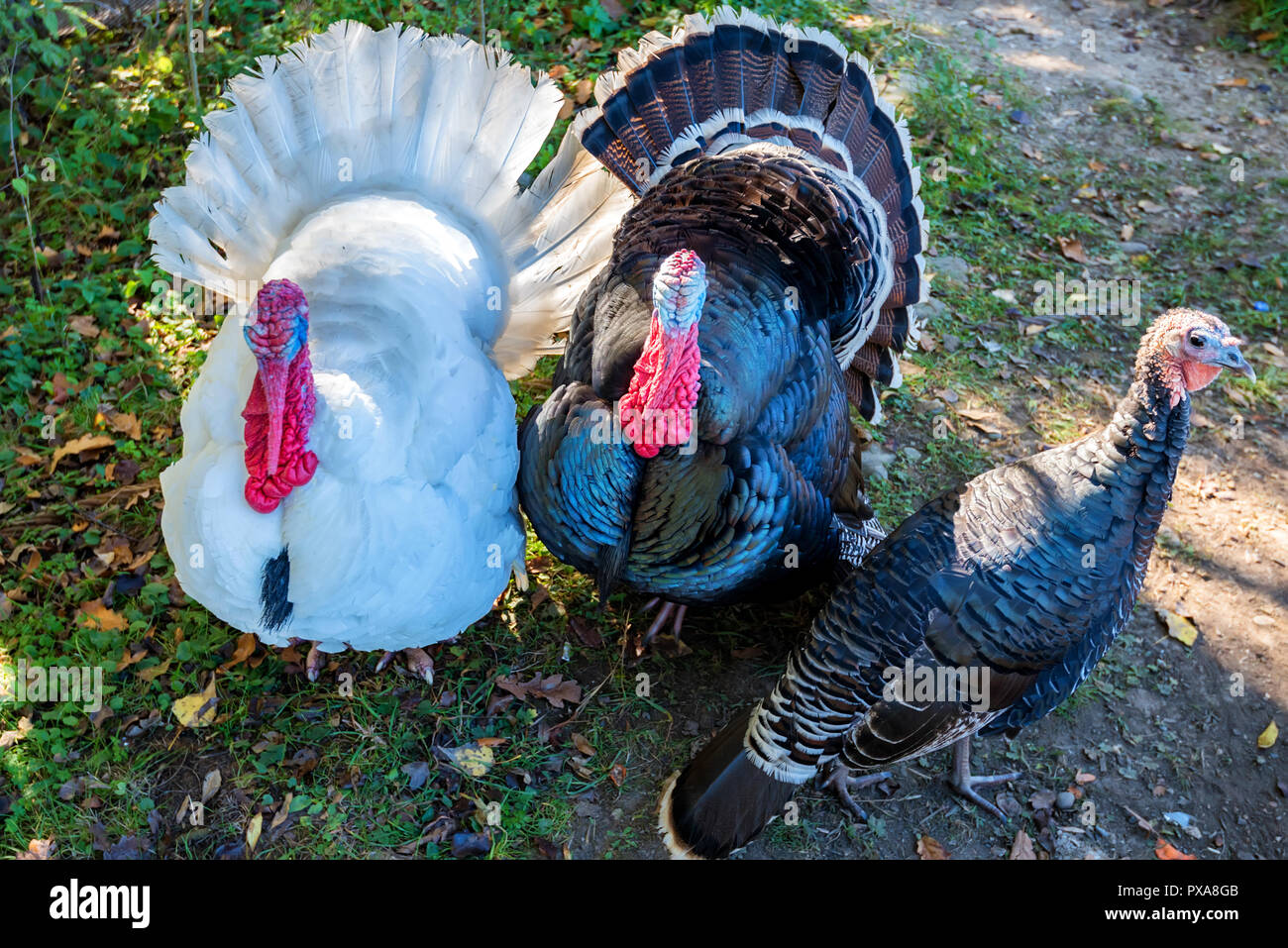 Male and female turkeys outdoors on grass Stock Photo - Alamy