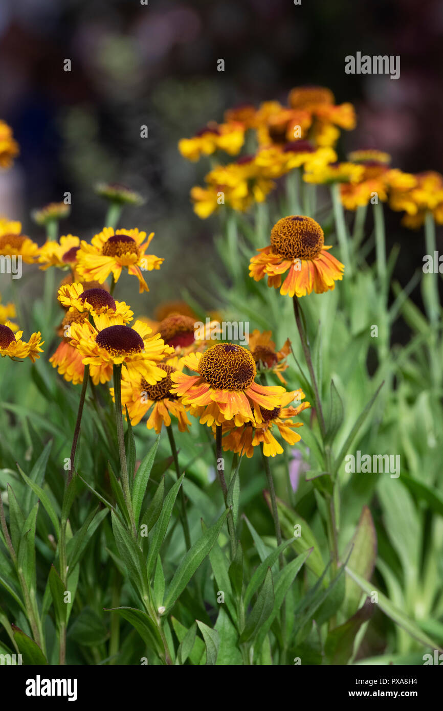 Mardi gras colors hi-res stock photography and images - Alamy
