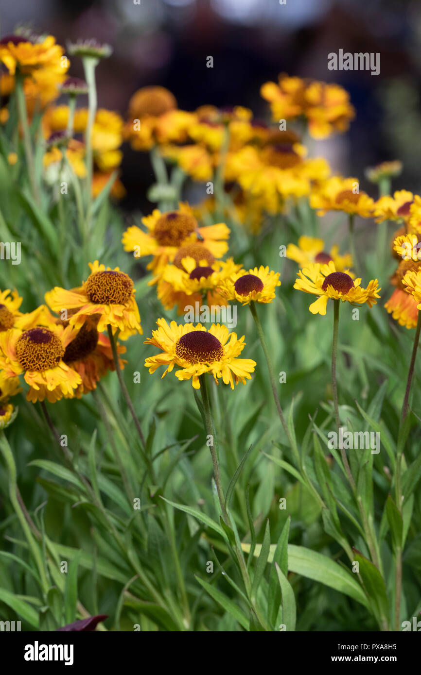 Perennial gras hi-res stock photography and images - Alamy
