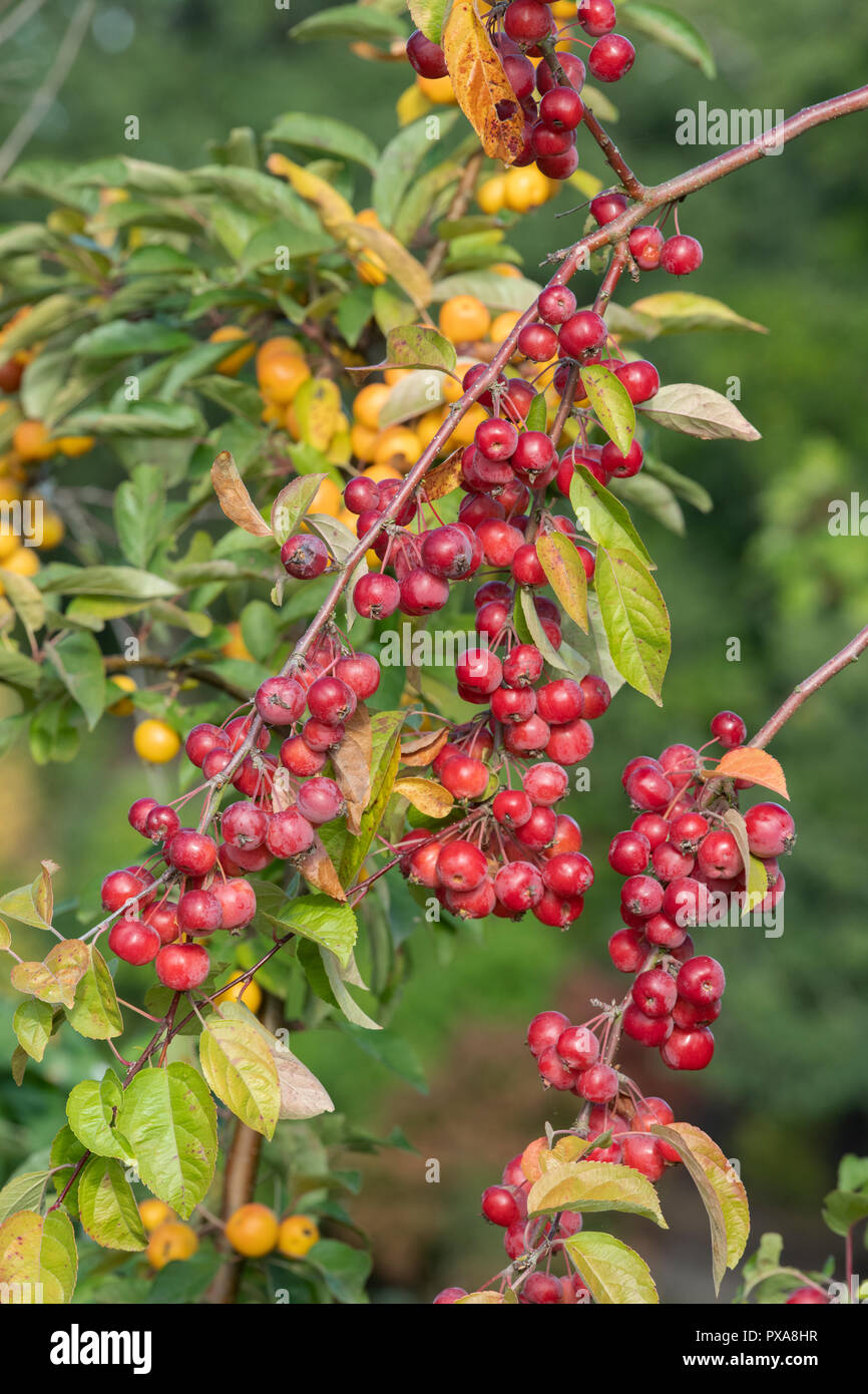 Malus evereste october hi-res stock photography and images - Alamy