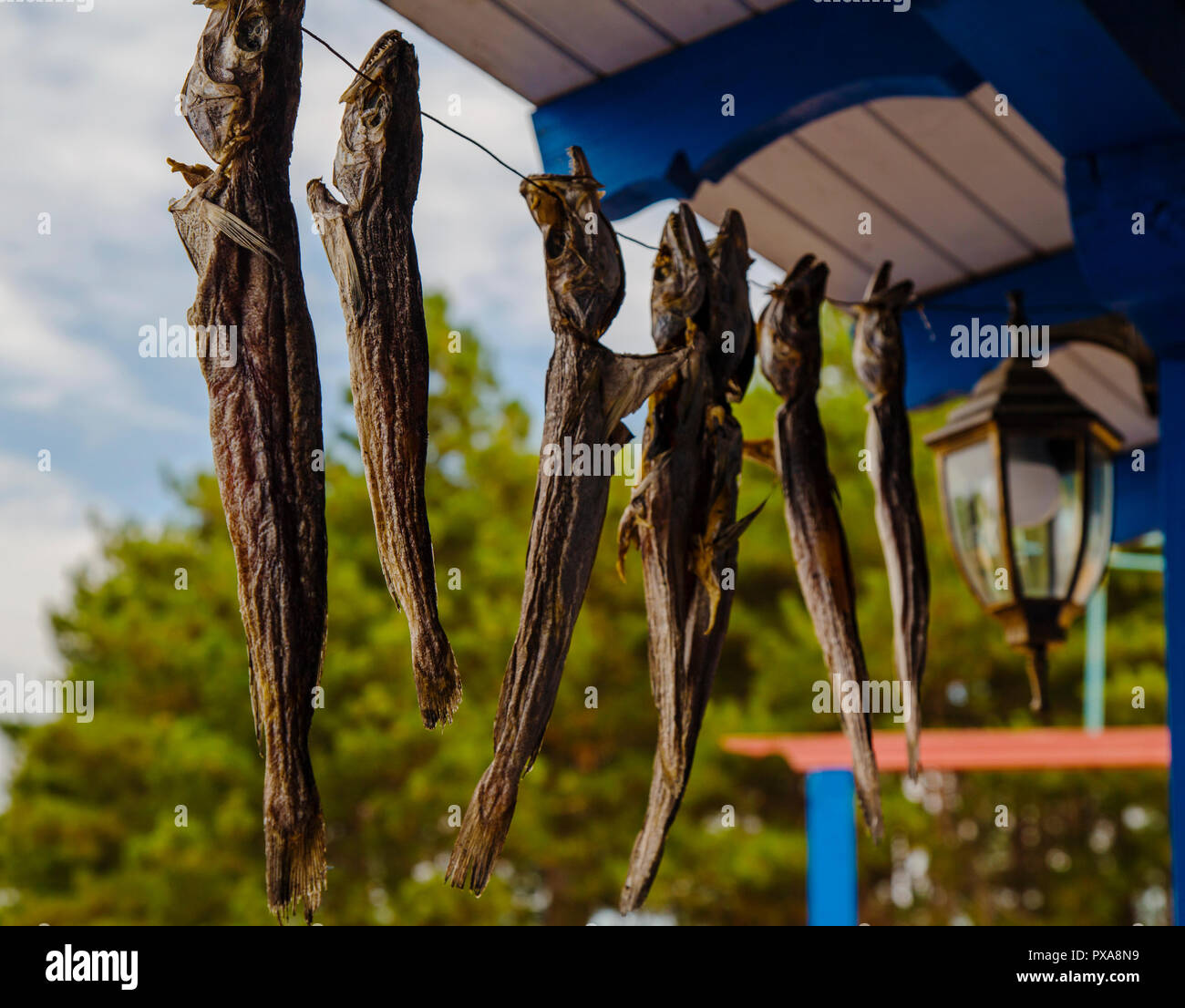 Dried fish hanging on hi-res stock photography and images - Alamy