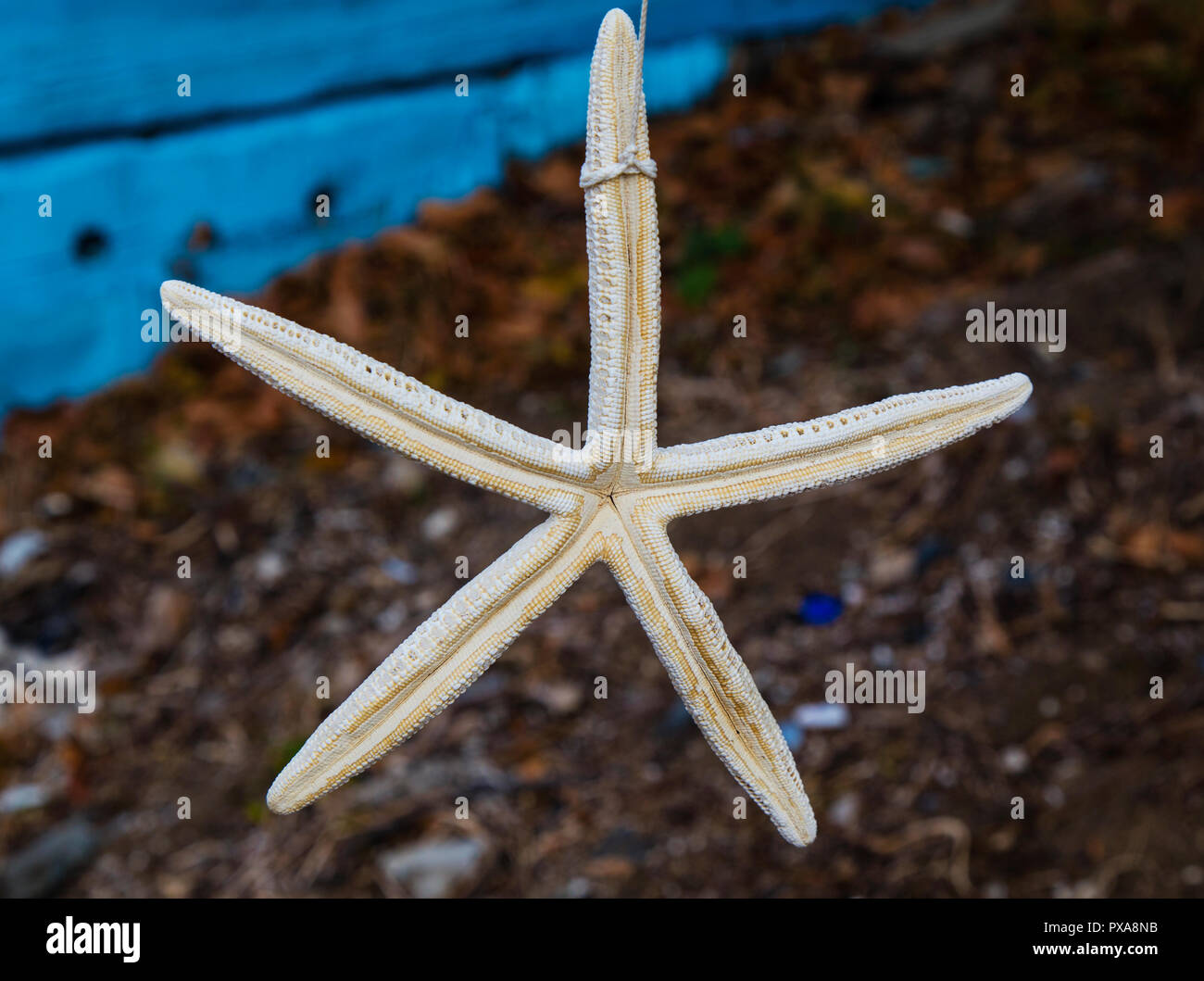 Beautiful decoration with sea star hanging on rope Stock Photo - Alamy