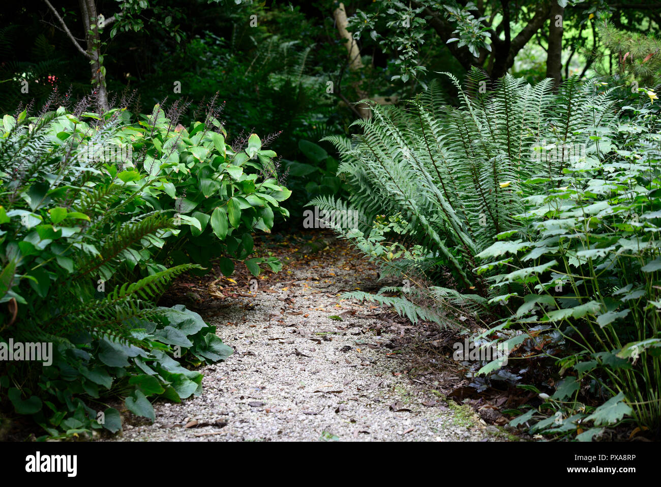woodland garden,wood,path,pathway,shade,shady,shaded,fern,dryopteris,RM ...