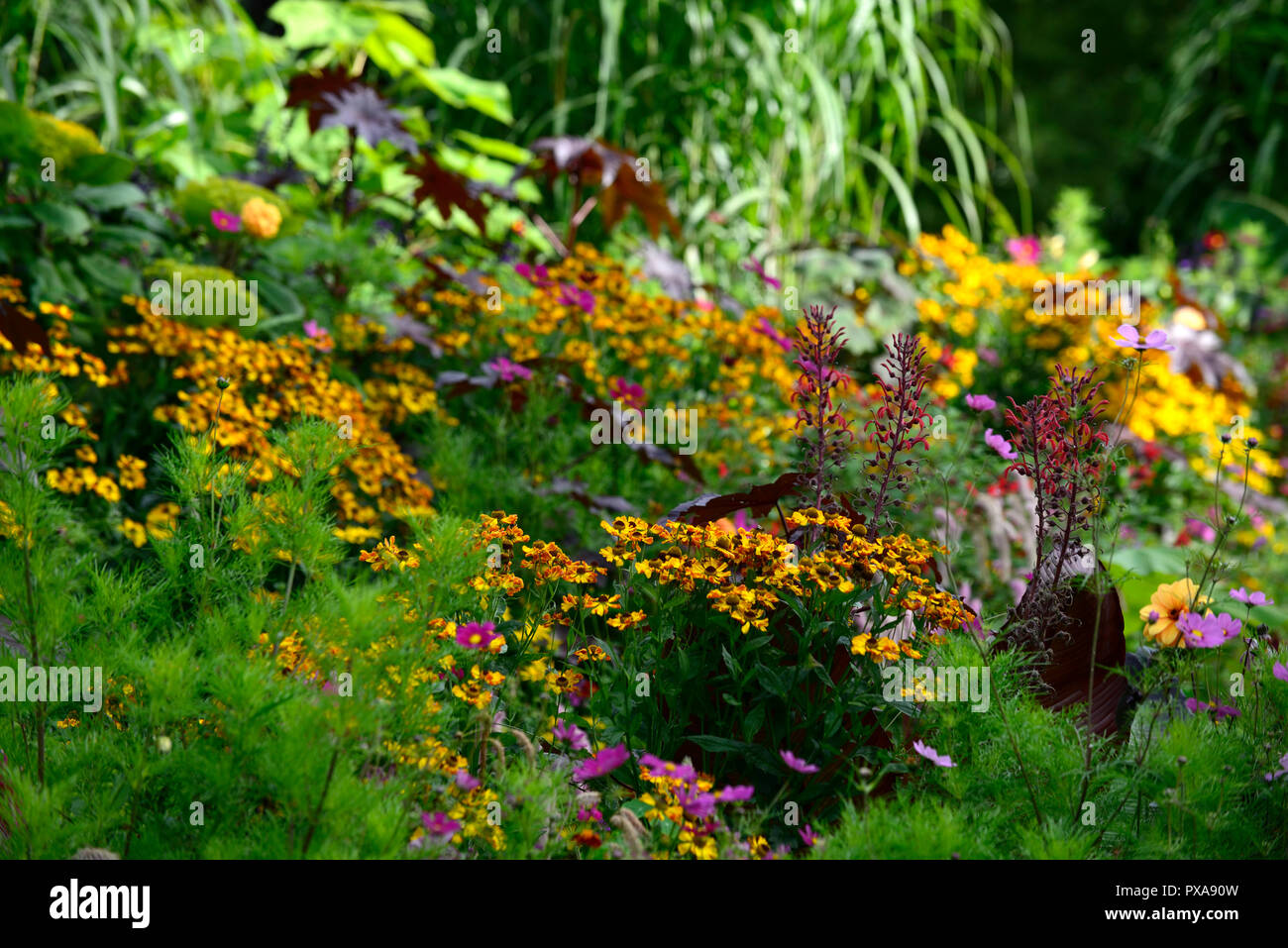 helenium,lobelia tupa,cosmos,ricinus,mixed,perennial,annual,planting ...