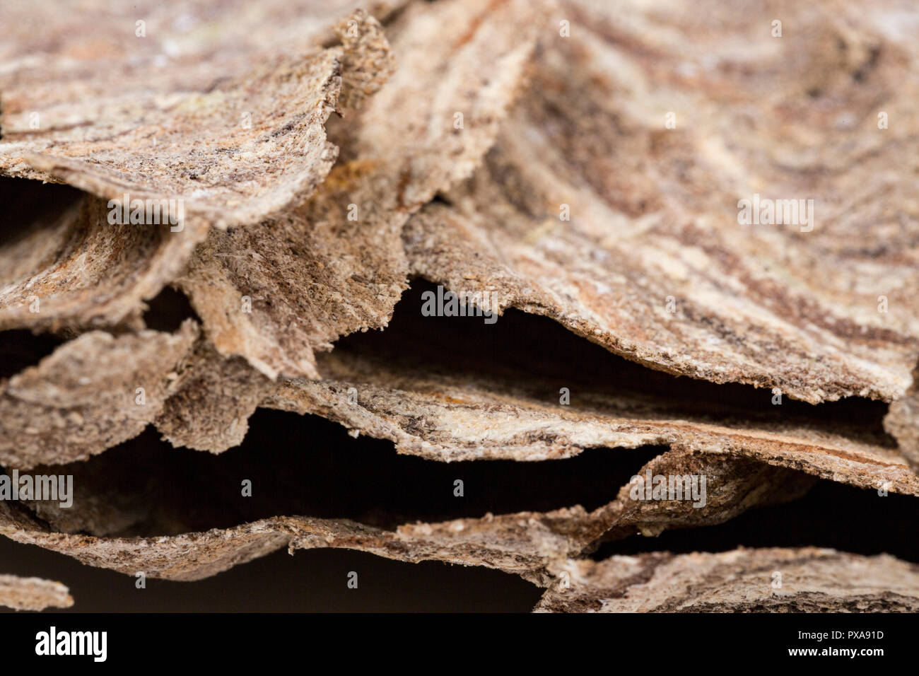 Close up of asian hornet wasp part of top nest insect macro studio ...