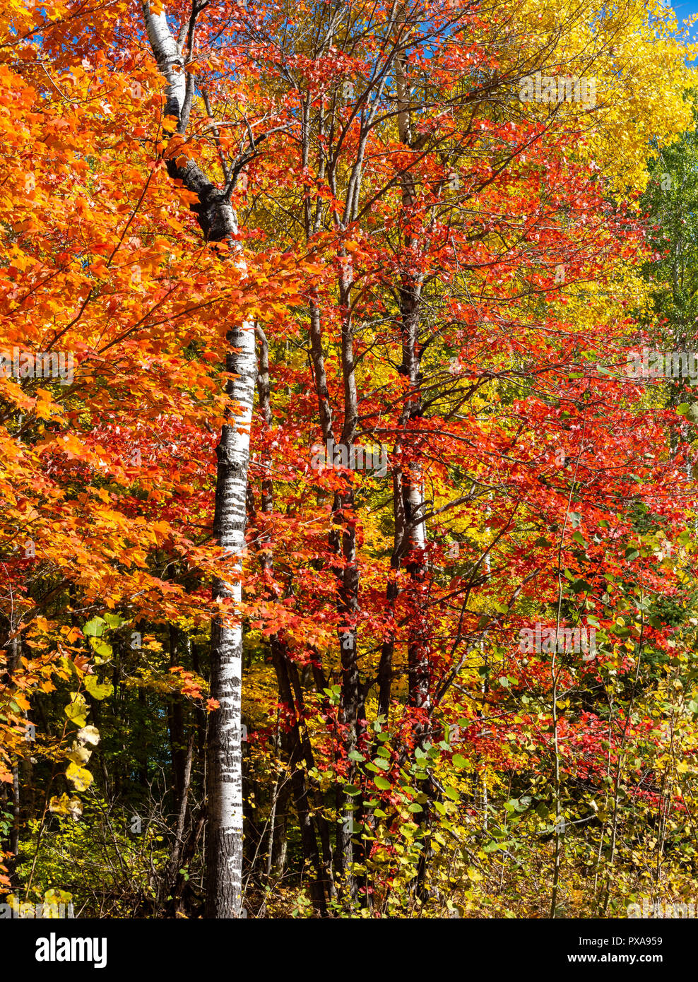 Fall Trees Color Stock Photo - Alamy