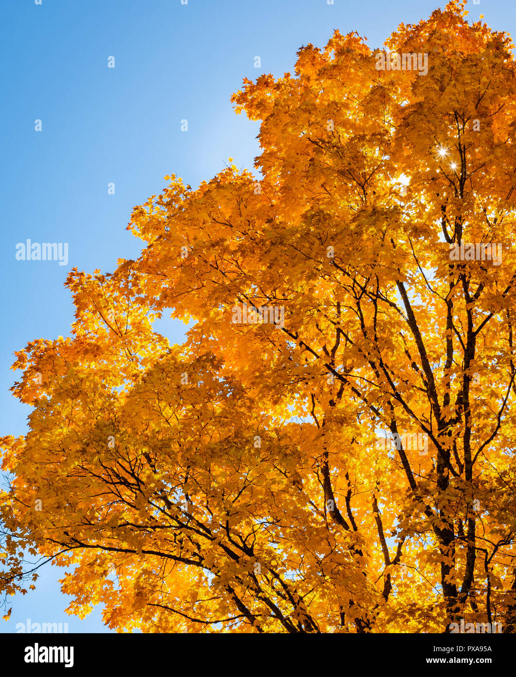 Golden Maple Tree Stock Photo - Alamy