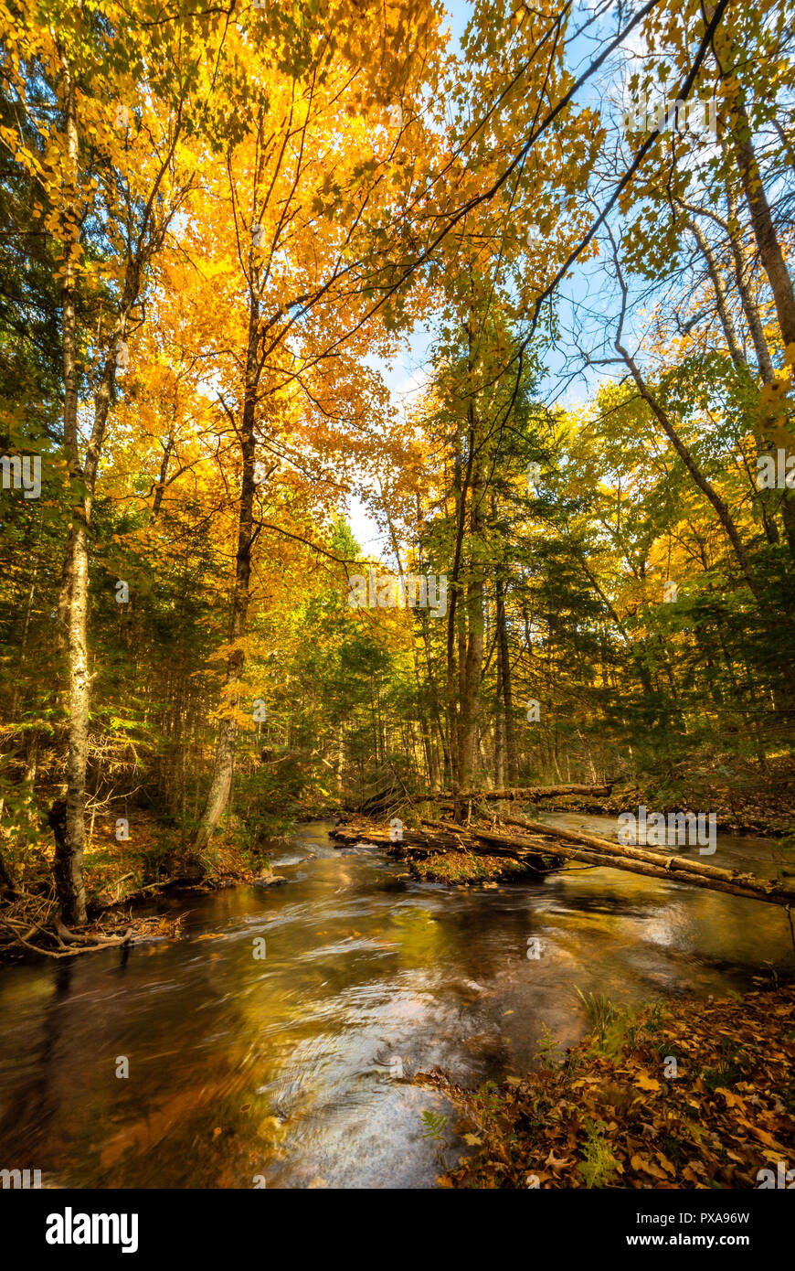 Fall Stream with Golen Maples Stock Photo - Alamy