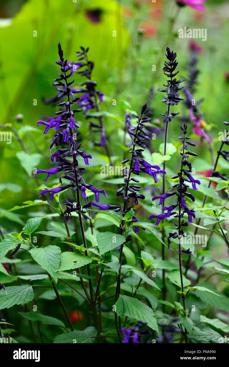 salvia amistad,purple,sage,sages,flower,flowers,flowering,tender ...