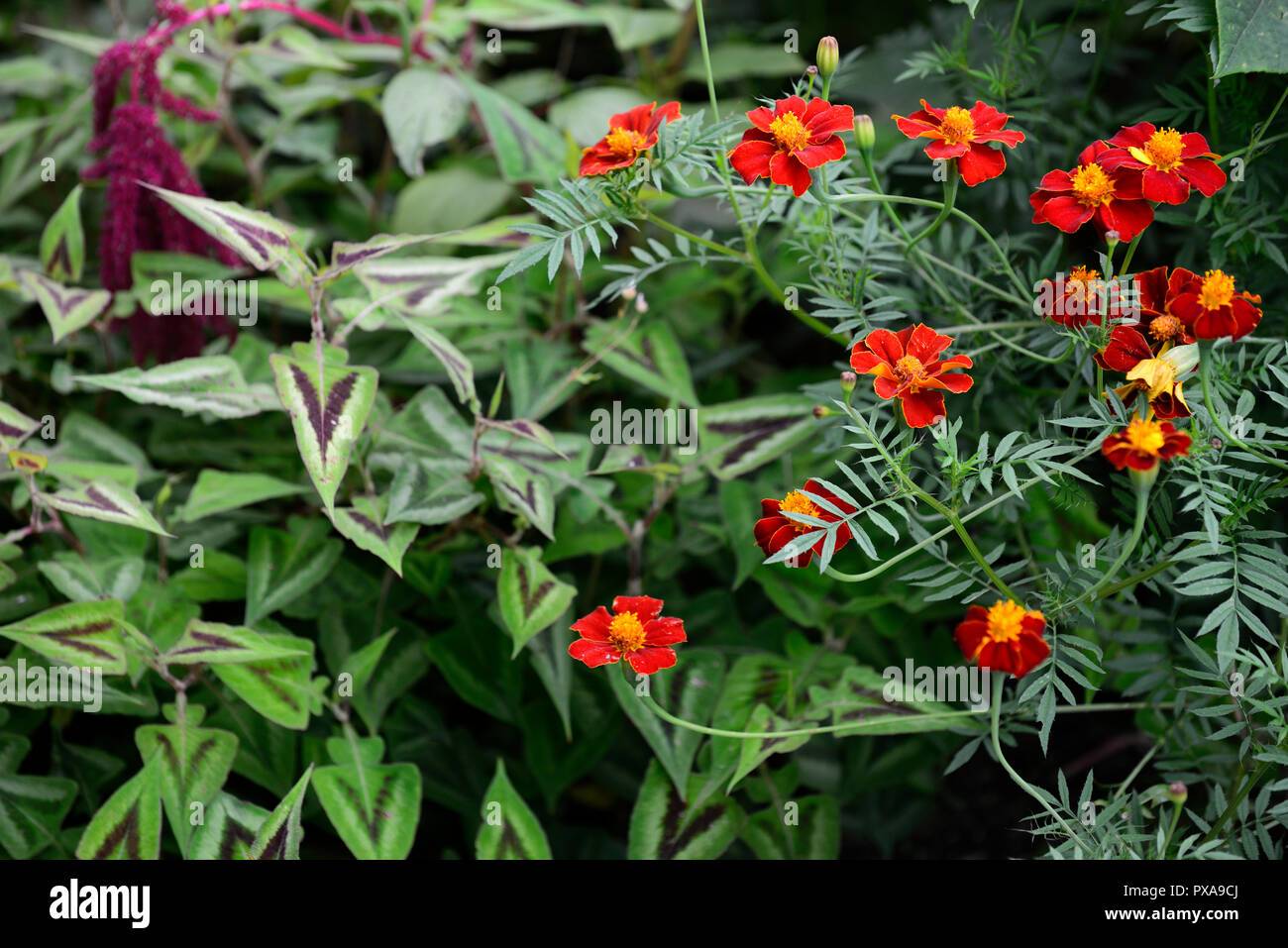 Annuals and perennials hi-res stock photography and images - Alamy
