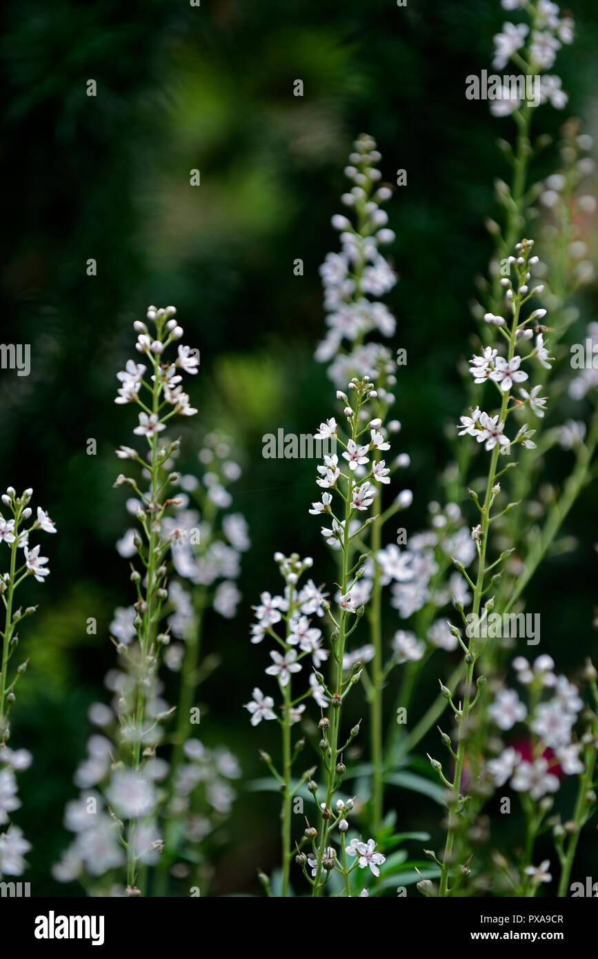 Starry flowers hi-res stock photography and images - Alamy