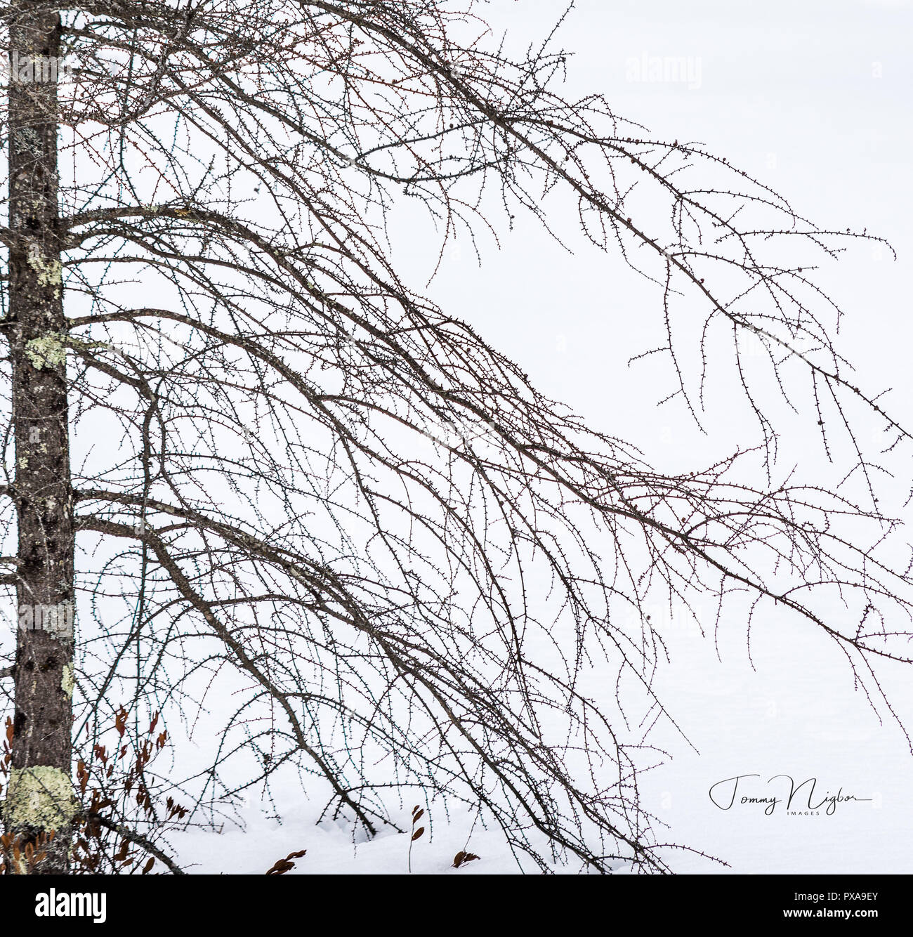 Winter Swamp Tree Stock Photo - Alamy