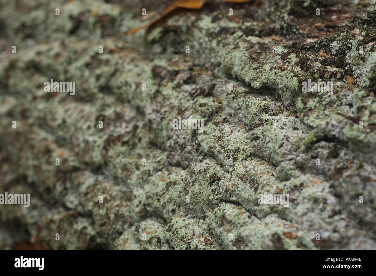 Bark of an oak tree hi-res stock photography and images - Alamy
