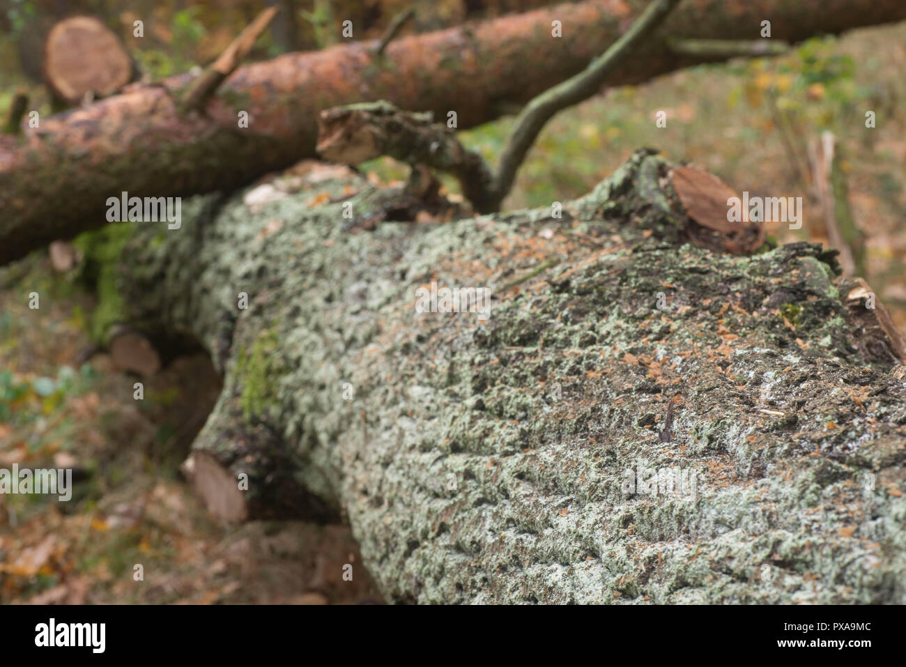 cut oak tree in forest Stock Photo - Alamy