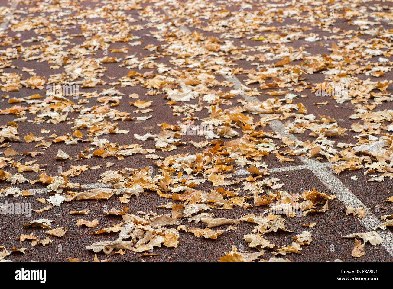 fallen oak autumn leaves on running track Stock Photo - Alamy